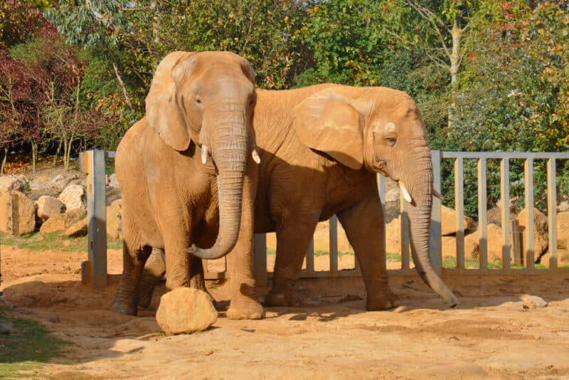 Best Zoos in the UK | Day Out With The Kids