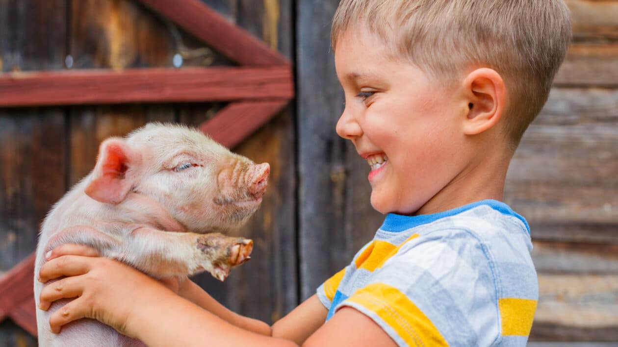 Farm Park Near Me | Top Things To Do | DOWTK