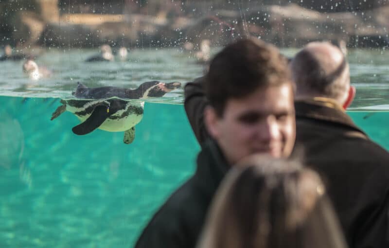 Chester Zoo Competition: WIN one of Chester Zoo's brand new PENGUIN ...