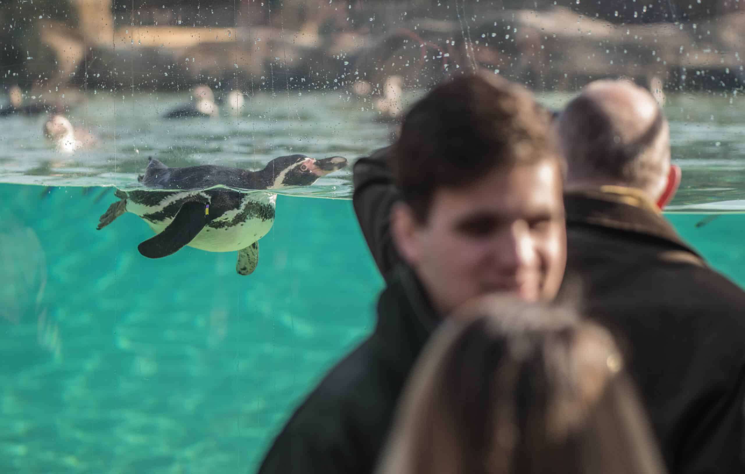 Chester Zoo Competition: WIN one of Chester Zoo's brand new PENGUIN ...