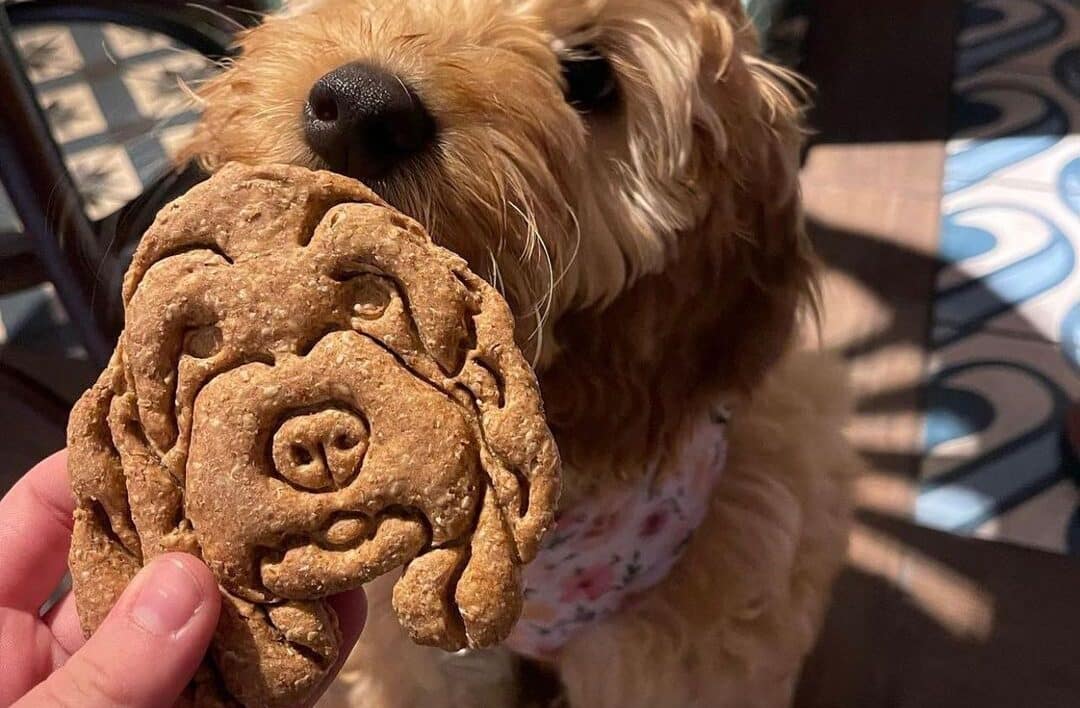 Top Dog Friendly Cafes Near You | Top Things To Do | DOWTK