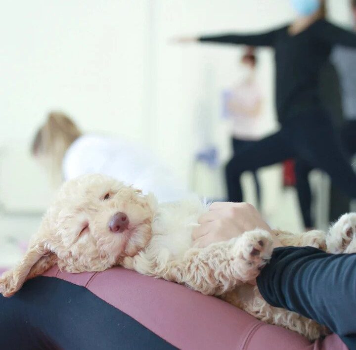 Puppy Yoga Near Me | Top Things To Do | DOWTK