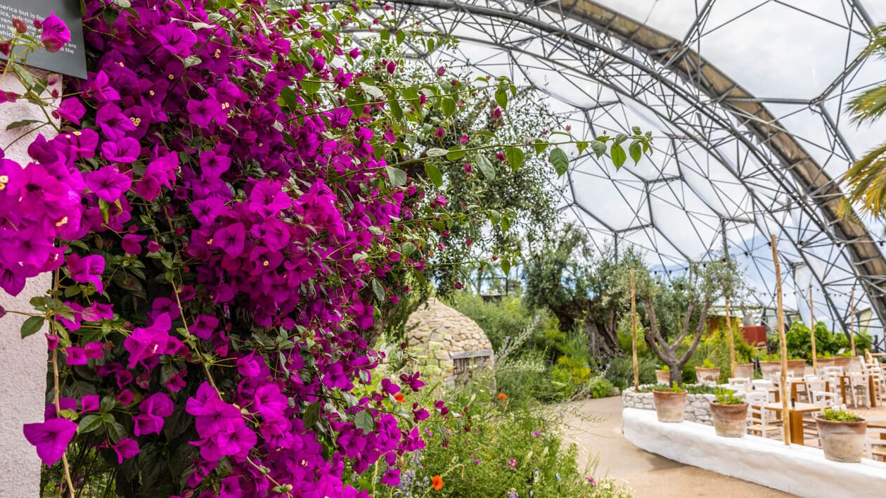Nature's Playground at Eden Project | DOWTK