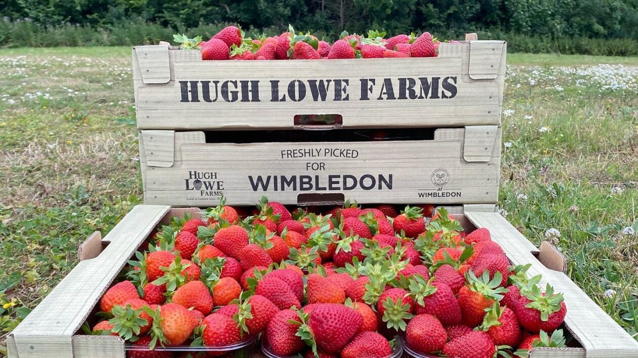 Where To Go Strawberry Picking In Kent | Day Out With The Kids