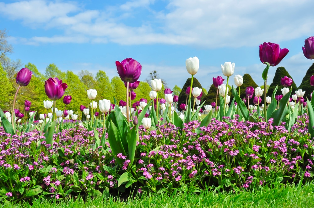 A Blooming Marvel: The Hampton Court Palace Tulip Festival | DOWTK